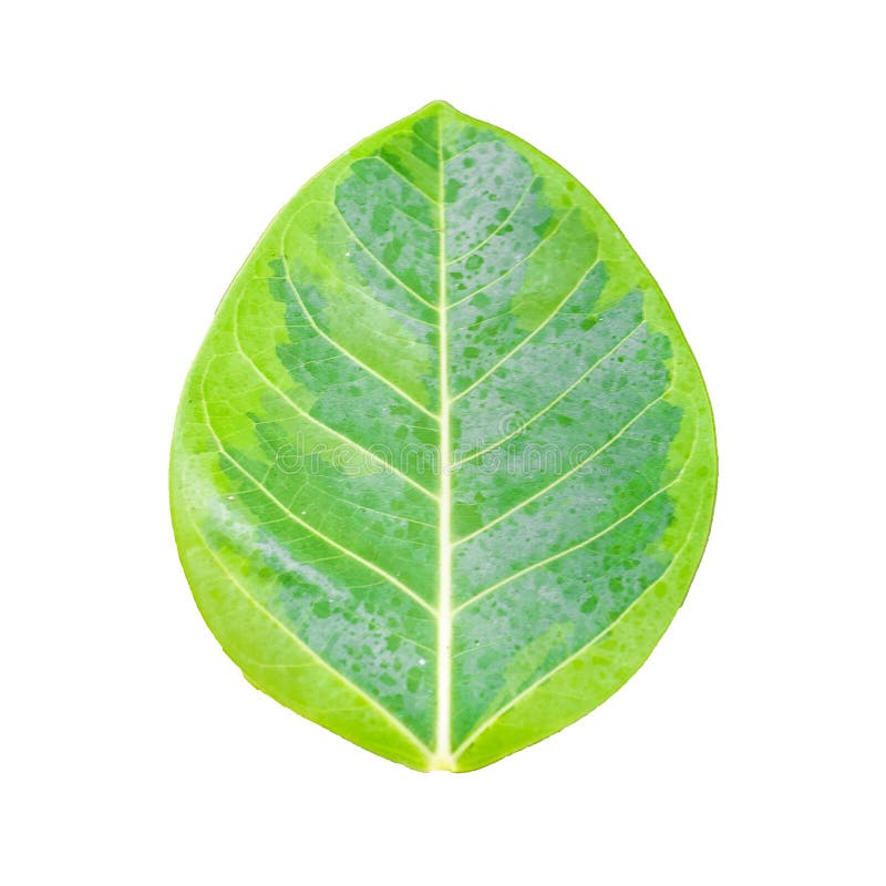 Green Leave Isolated stock photo. Image of green, organic - 80918692