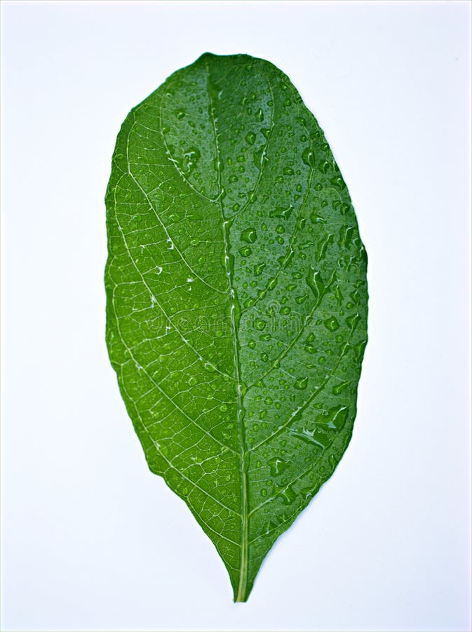 Green Leave Isolated on White Background with Water Drops ,ruellia ... Green Leave Isolated on White Background with Water Drops ,ruellia ...