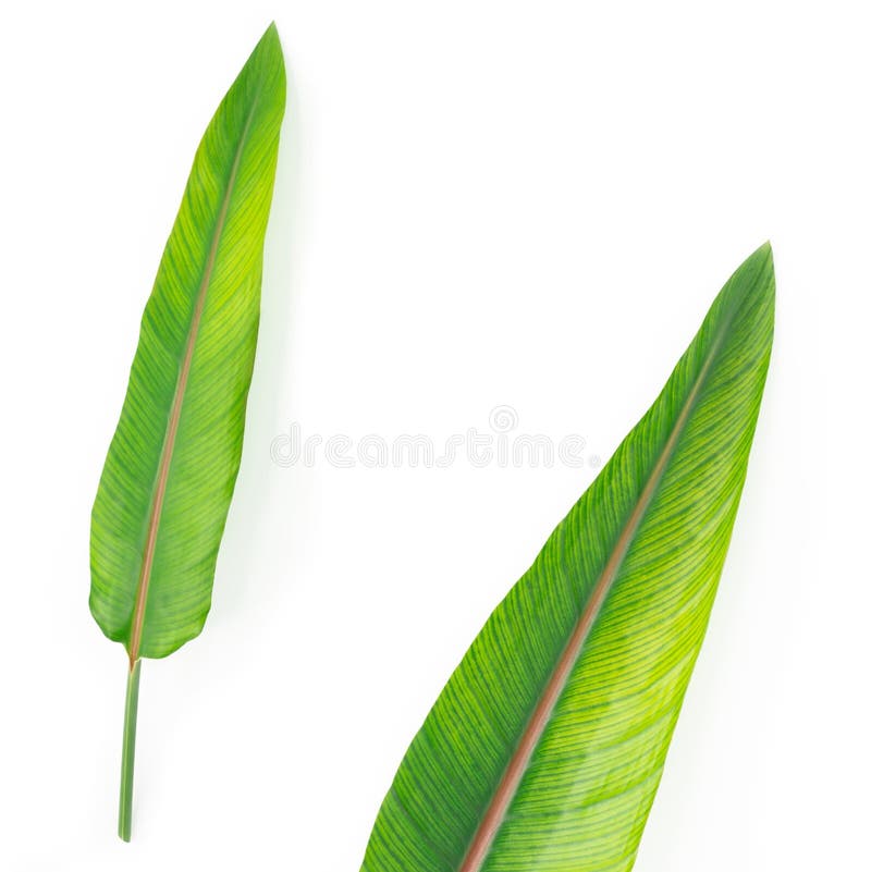 Green Leave Isolated on White. Stock Photo - Image of isolated, organic ...