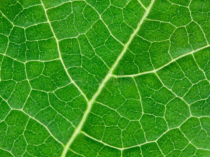 Green Leave Natural Background Stock Image - Image of closeup ...