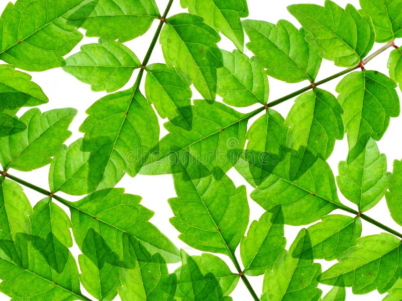Green Leave Natural Background Stock Image - Image of beautiful, leave ...