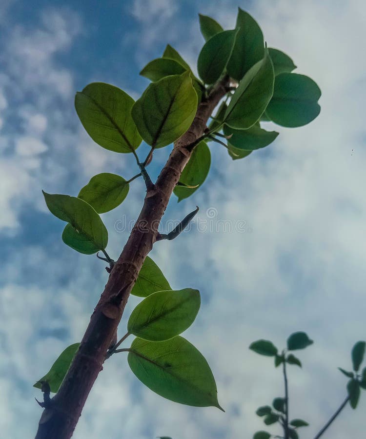 Green leave nature ðŸ – stock photo. Image of nature - 221532832