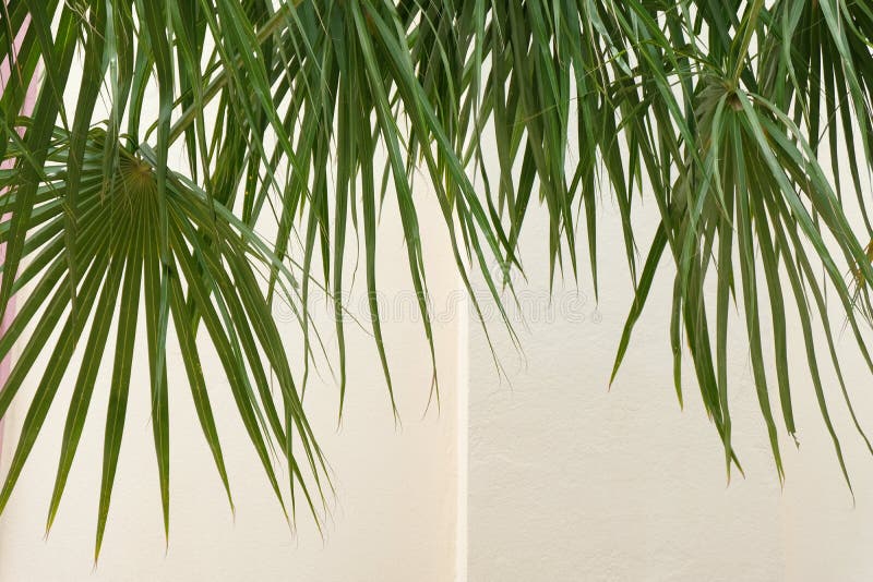 Green leave of palm tree stock photo. Image of green - 192386652