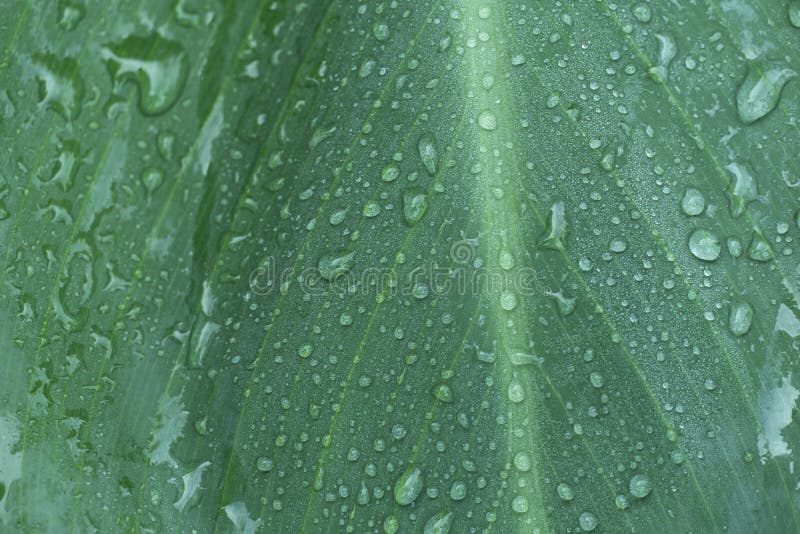 Green Leave with Rain Water Freshness Drop Nature Background Stock ...