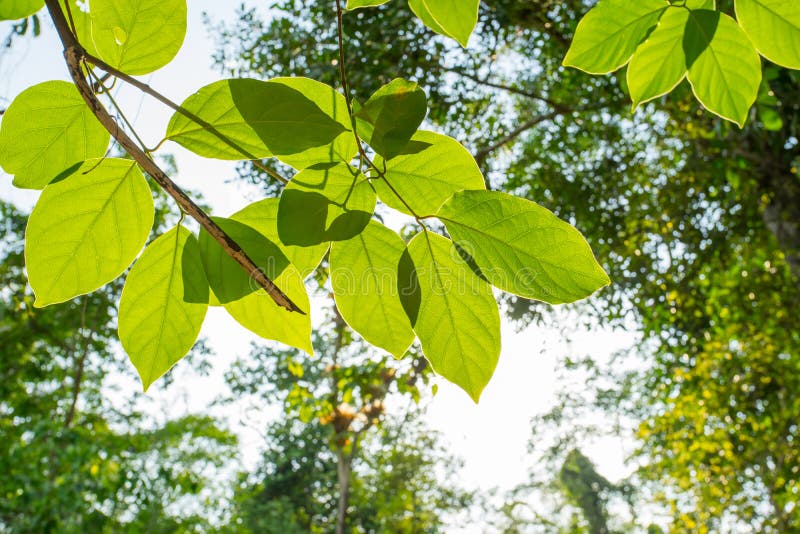 Green Leave with Shadow from Below in Park Stock Image - Image of park ...