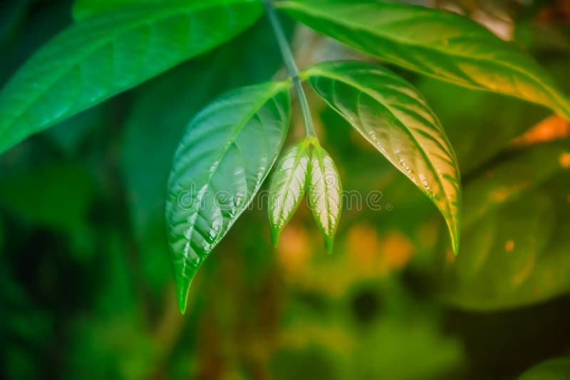 Green Leave Fresh and Relax Spring Nature Background at Sunrise Stock ...