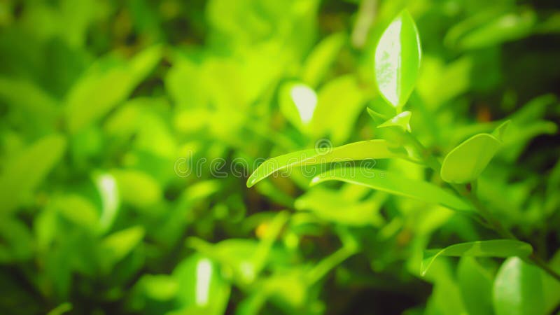 Fresh Green Leave Spring Nature Selective Focus Background Stock Photo ...
