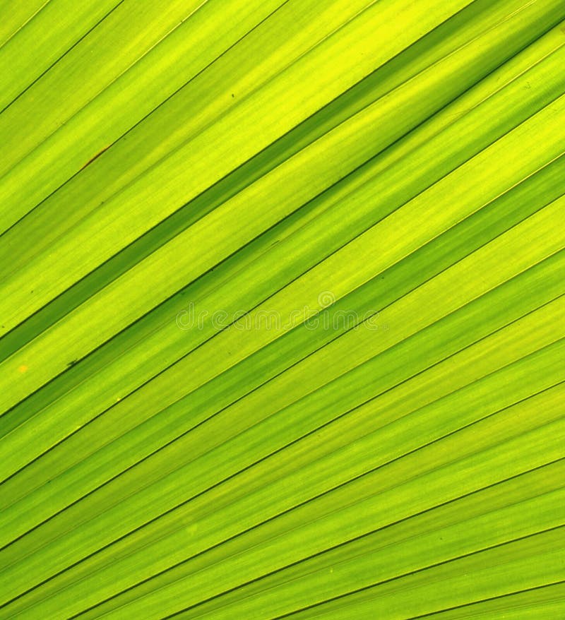 Green leave texture stock photo. Image of foliage, branches - 4720564