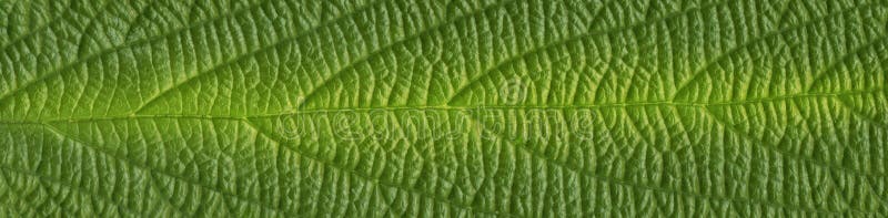 Leave texture stock photo. Image of shadow, light, green - 2169612