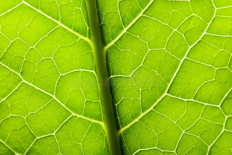 Green leave texture stock image. Image of natural, detail - 47631873