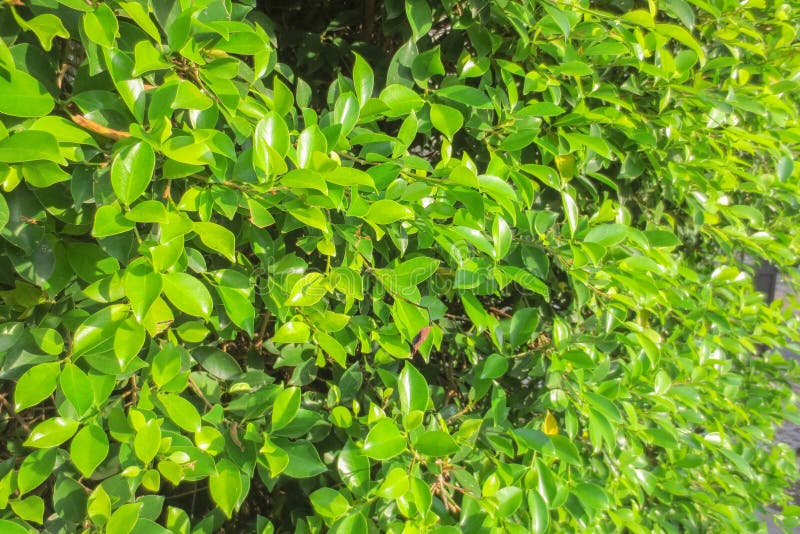 Leave Texture with Edit Light and Color Stock Photo - Image of ...