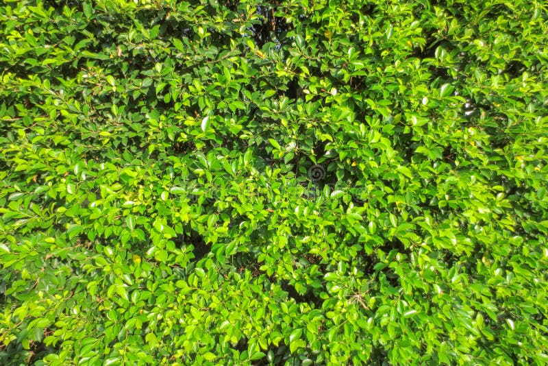 Leave Texture with Edit Light and Color Stock Image - Image of edit ...