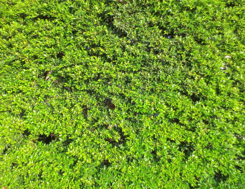 Leave Texture with Edit Light and Color Stock Image - Image of green ...