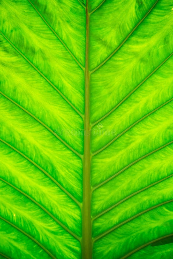 Green leave texture stock image. Image of line, foliage - 46574503