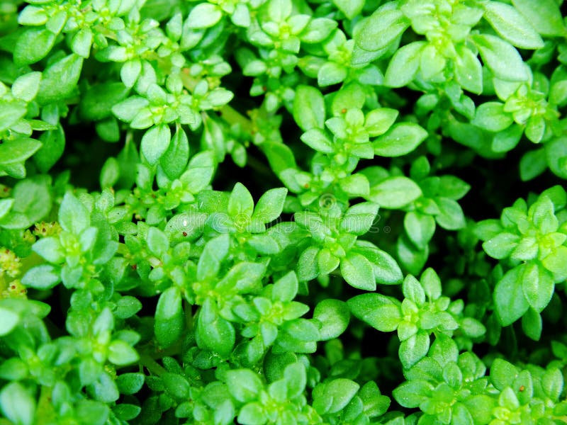 Green Leave Texture Natural Background Stock Image - Image of growth ...