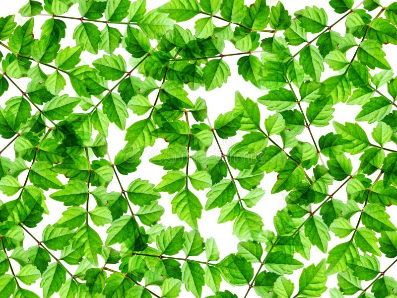 Green Leave Texture Natural Background Stock Image - Image of forest ...
