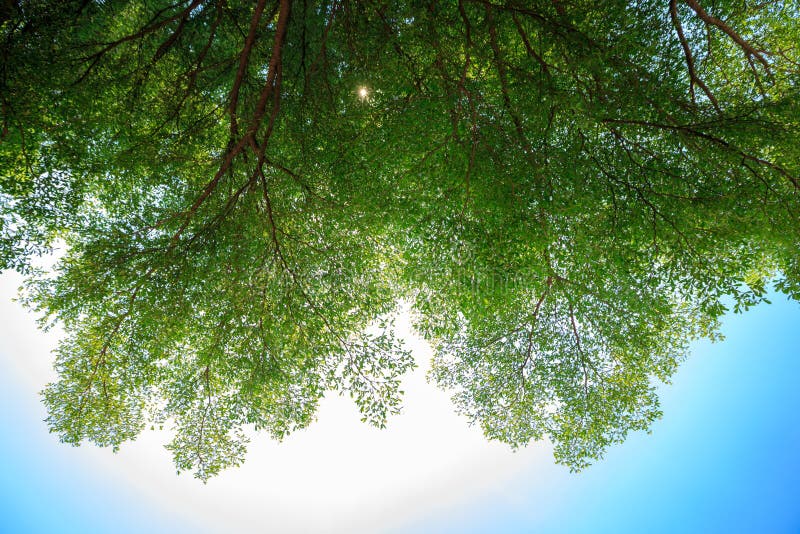 Green Leave on the Tree with Blue Sky Stock Image - Image of nature ...