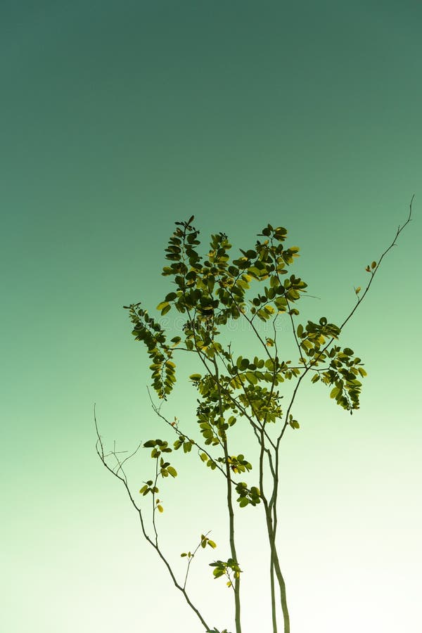 Green Leave Tree with Dramatic Sky Nature Background Stock Image ...
