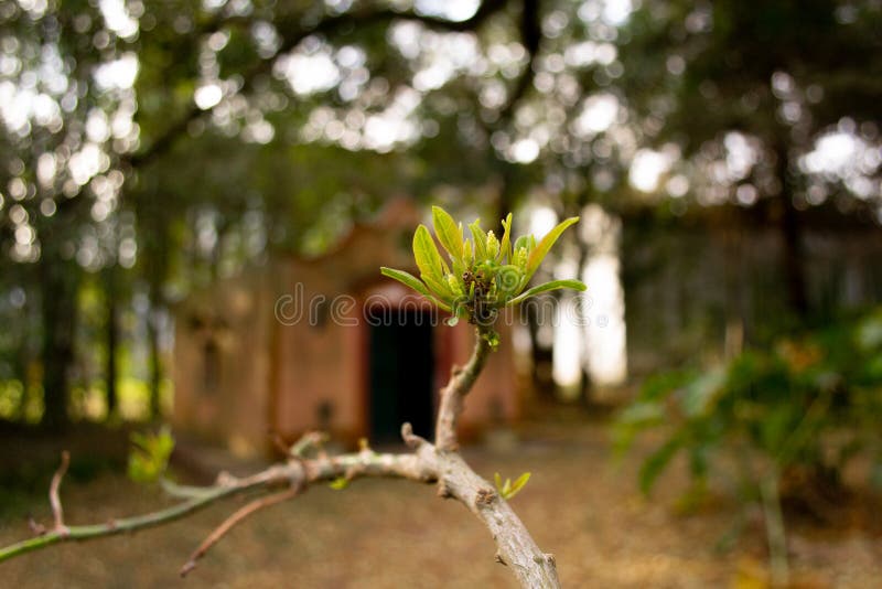 Green Leave of a Tree in Front of an Old House Stock Photo - Image of ...