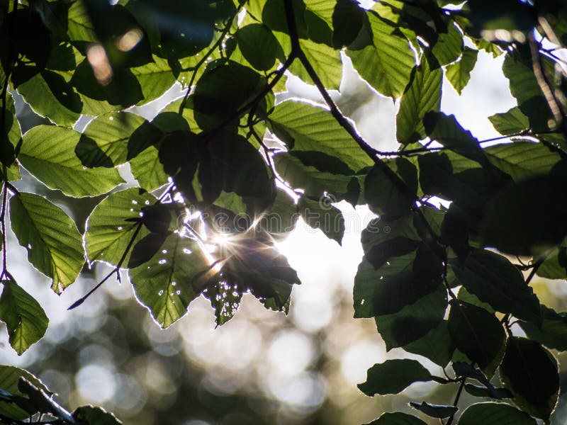 Green Leave Tree Under The Sun Picture. Image: 82992722