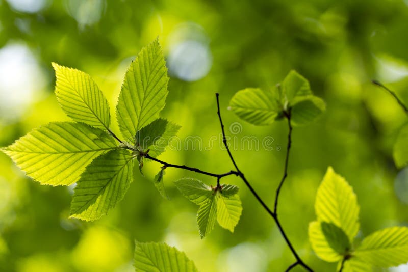 Green Leaves in Spring stock photo. Image of leaves, beech - 92222026