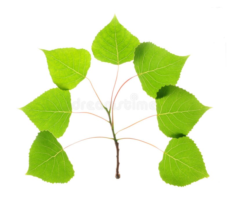 Fresh Leaves Spring Free Stock Photos & Pictures, Fresh Leaves Spring ...