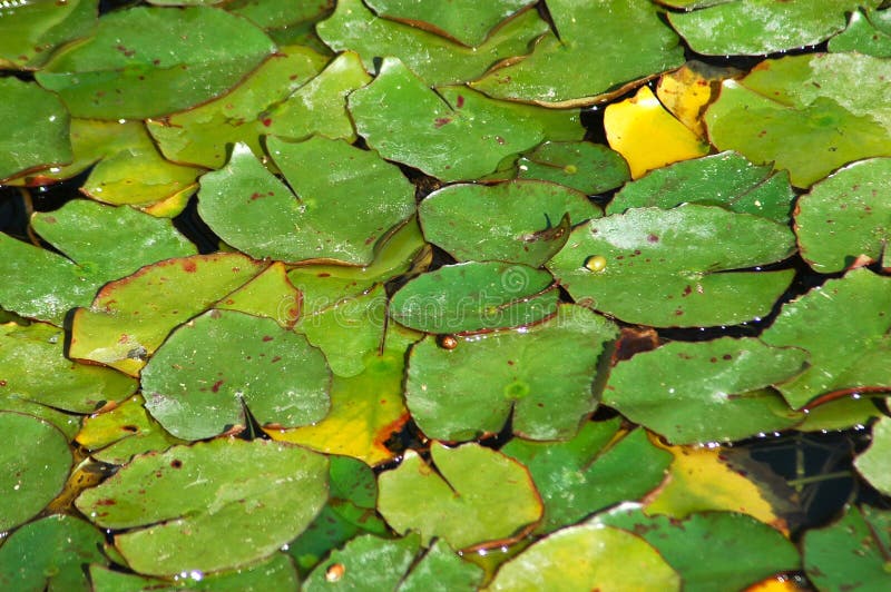 337 Large Lily Pad Leaves Stock Photos - Free & Royalty-Free Stock ...