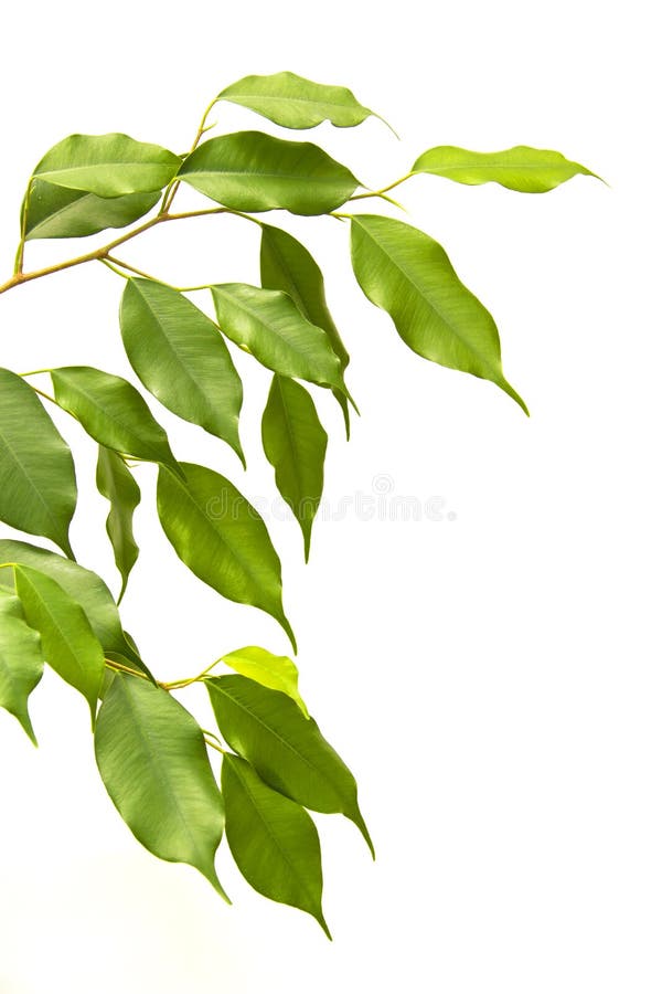 Gum Leaf Border stock image. Image of leaf, eucalypt, leaves - 5273585