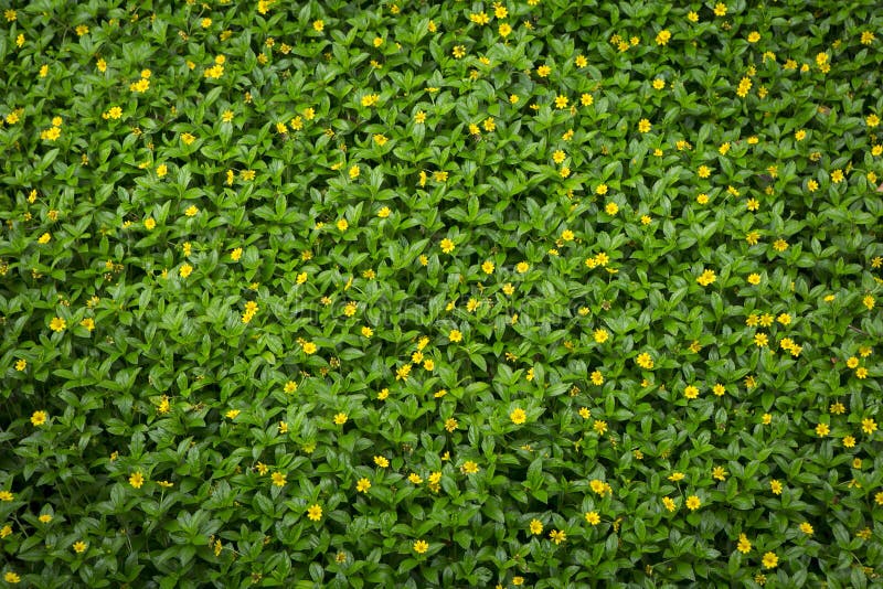 Green Box Hedge Background with Green Leaves Stock Image - Image of ...