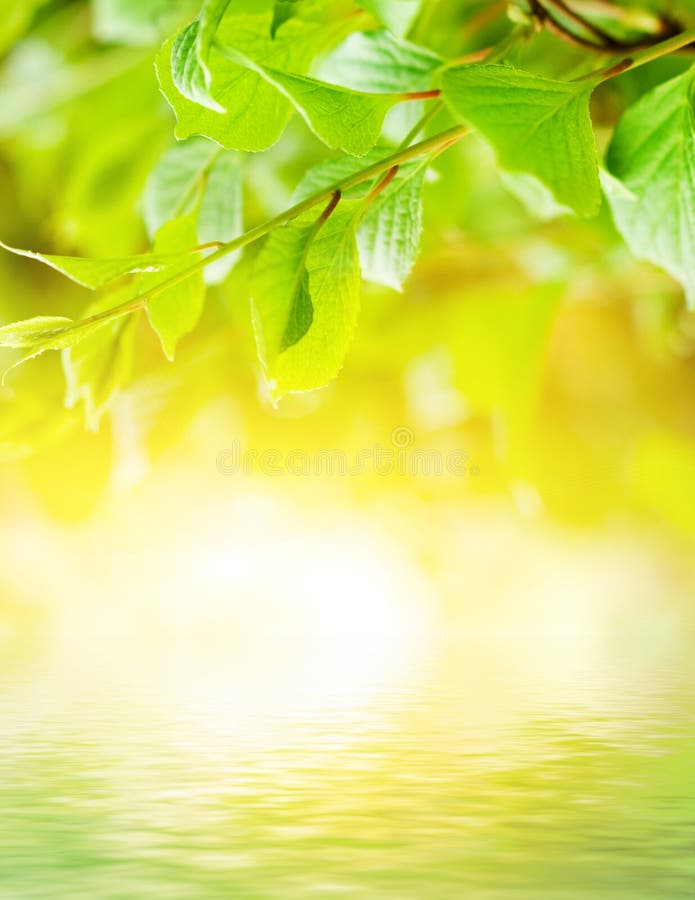 Green leaves over water stock photo. Image of shallow - 5223016