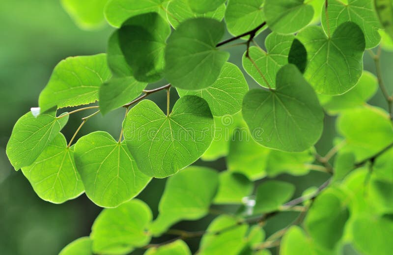 Round Leaves stock image. Image of visible, dark, fresh - 40373123