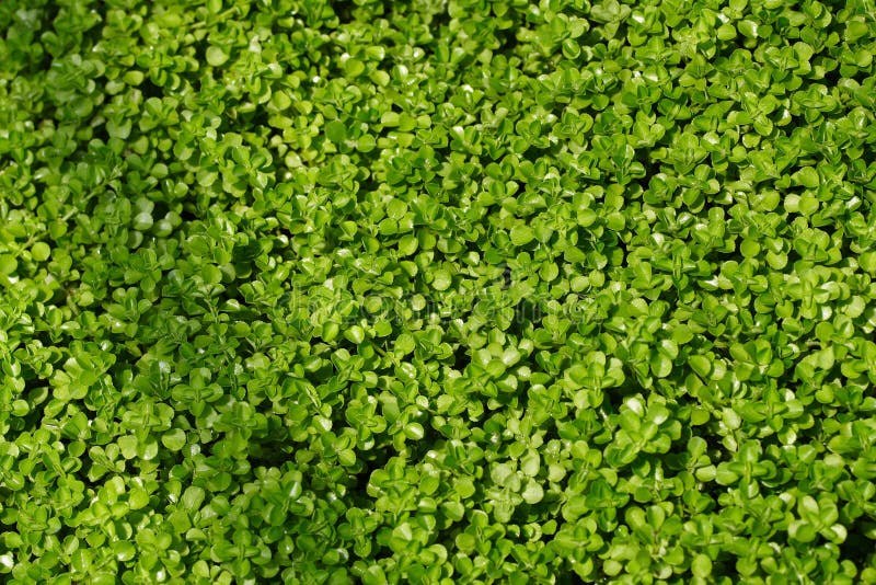 Green leaves stock photo. Image of botanical, botany, texture - 5863498