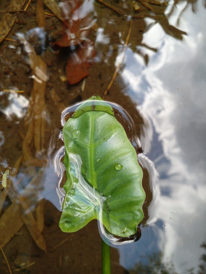 Green Leaves Above the Puddle Stock Photo - Image of insect ...
