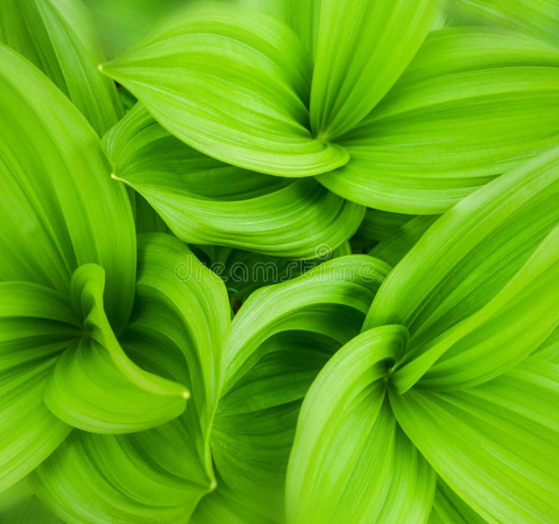 Green Leaves Abstract Background Stock Photo - Image of flora, plant ...