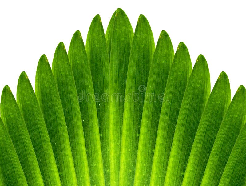 Green leaves abstract stock image. Image of macro, grass - 30546543