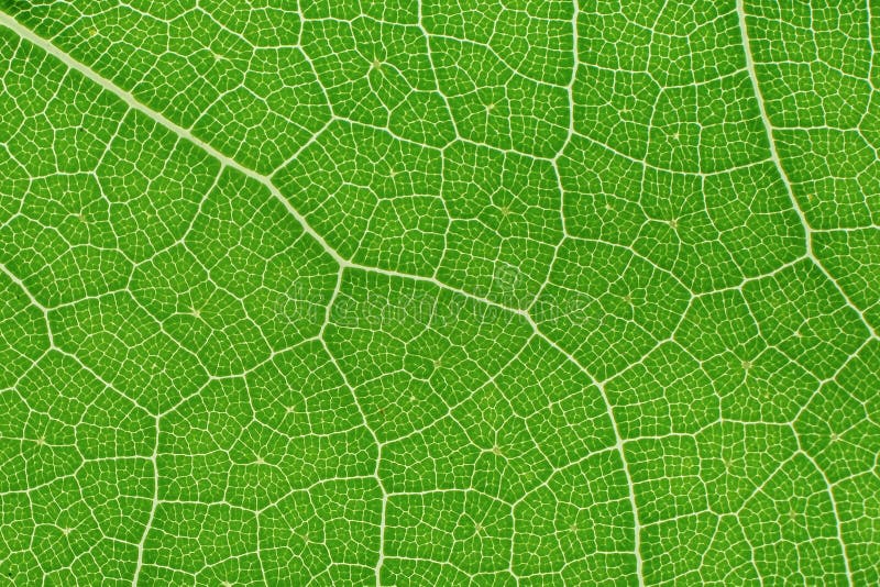 Green Leaves with Abstract Patterns and Textures Stock Image - Image of ...