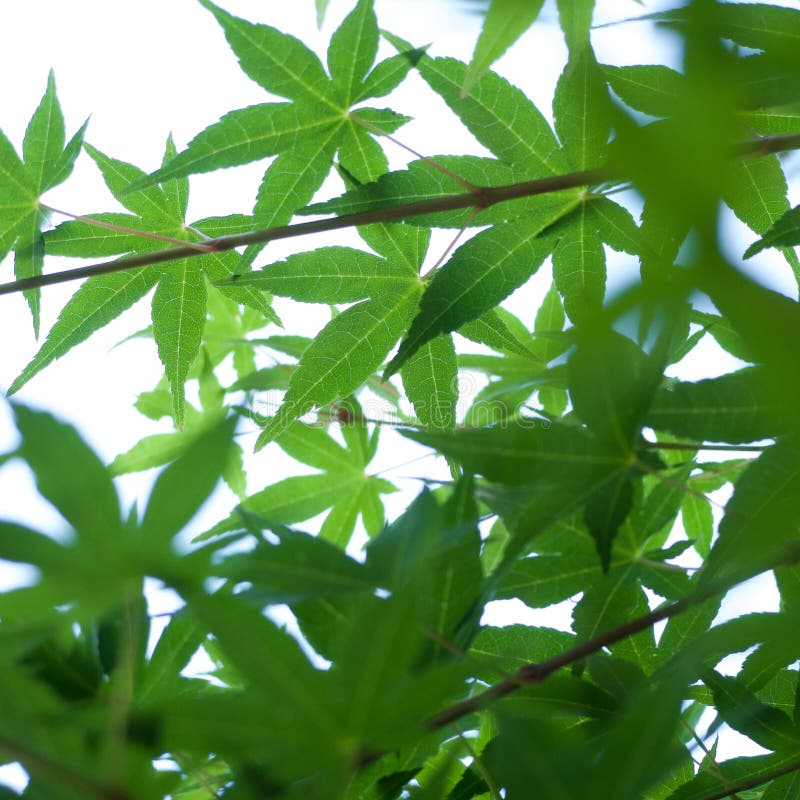 Green Leaves of an Acer Palmatum Tree. Stock Image - Image of ...