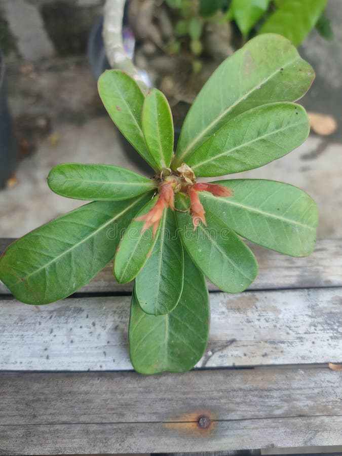 Green Leaves of Adenium Flowers, with Unopened Buds of Adenium Flowers ...