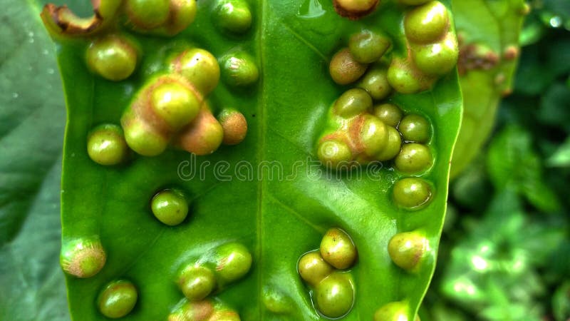 Green Leaves Affected by Leaf Pests Stock Photo - Image of pests, green ...
