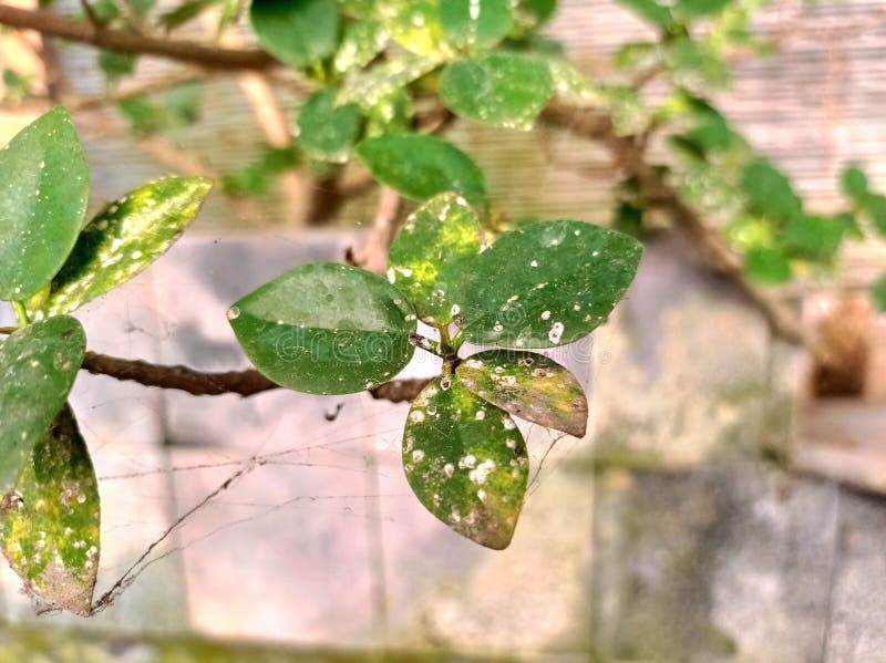 White pests of plants stock photo. Image of plants, beauty - 206976792