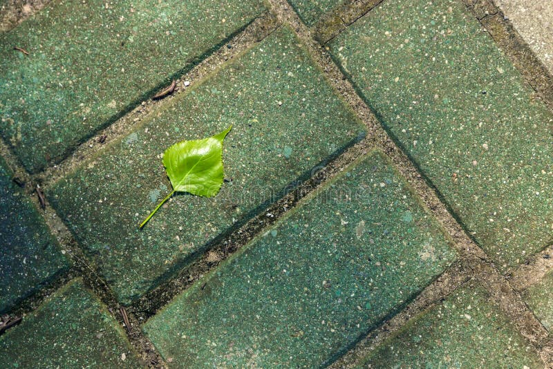 Green Leaves Against Asphalt Texture Background Stock Image - Image of ...