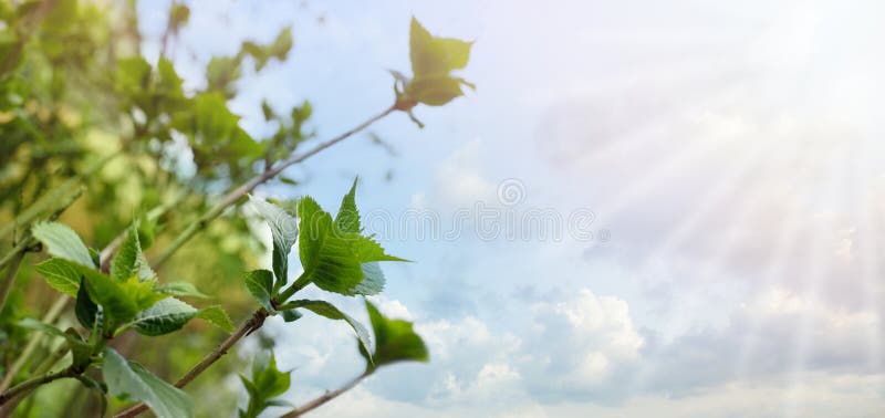 Green Leaves Against Blue Sky with White Cloud and Sun. Spring or ...