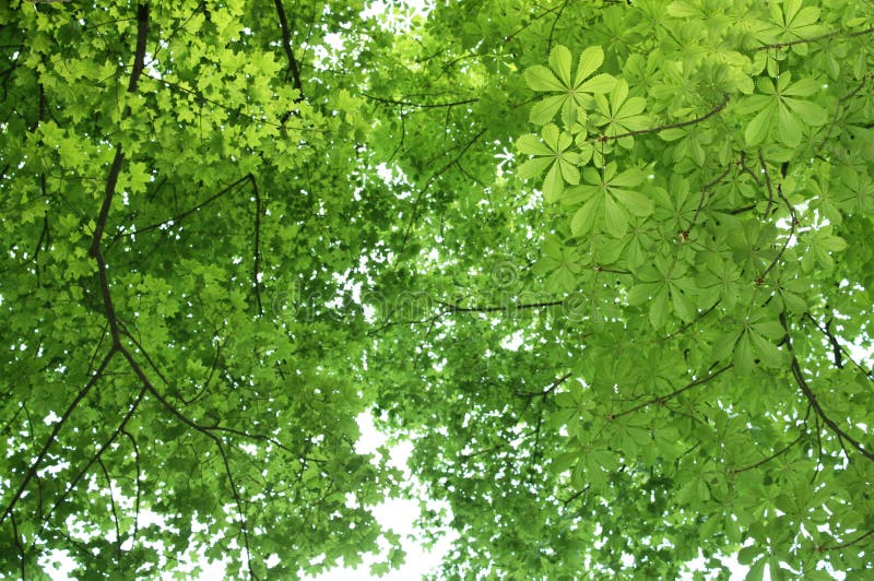 Green Leaves. Spring Backgrounds Stock Photo - Image of grow, grass ...