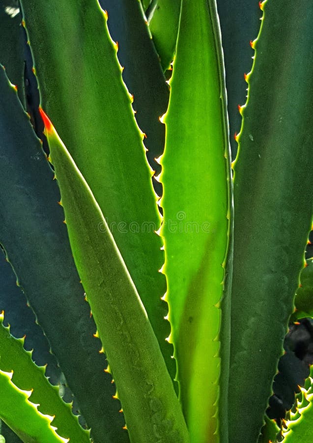 Green Leaves of Agave Photographed Closeup Backlighting Stock Image ...