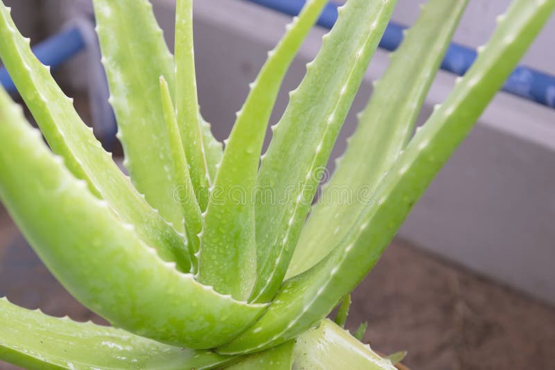 Light Green Color Leaves Of Aloe Vera Plant Stock Image - Image of leaf ...