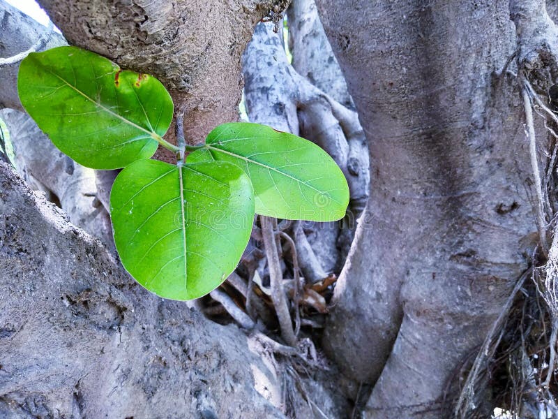 Green Leaves Alone in a Tree Branch Looks Peaceful. Stock Photo - Image ...