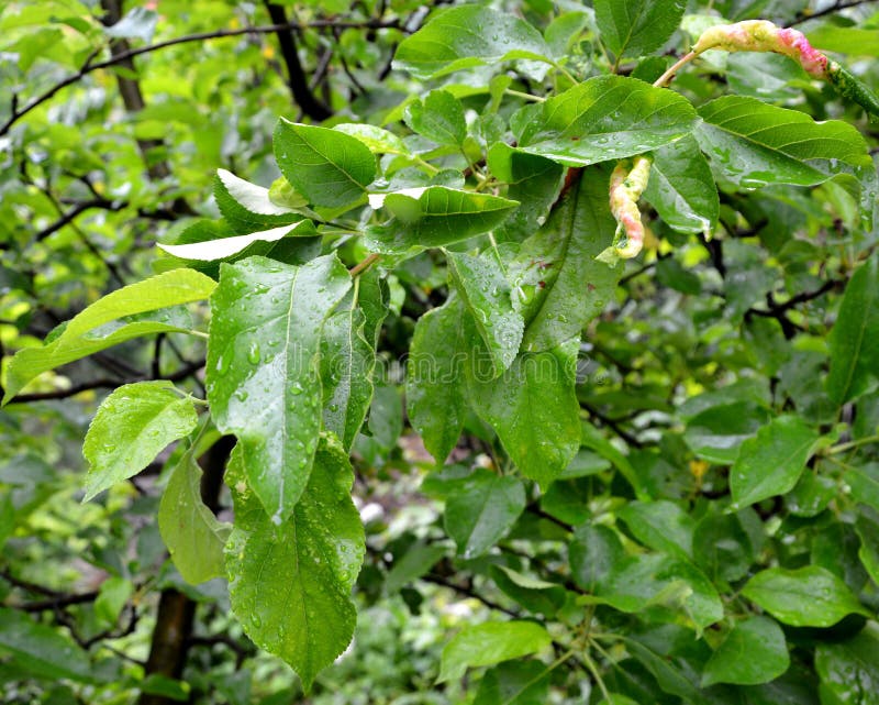Green leaves of an apple stock photo. Image of downtown - 93256328