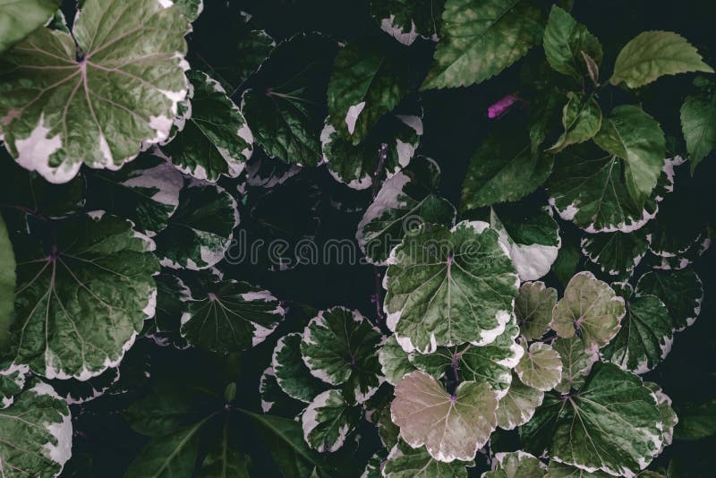 Green Leaves Background. Green Leaves Color Tone Dark Stock Photo ...