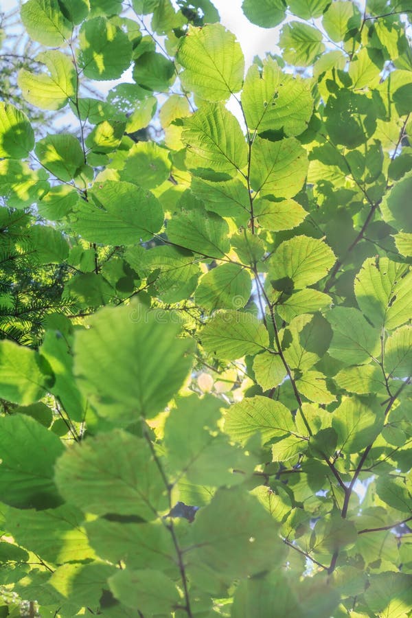 Green Leaves Background of Common Hazel Stock Image - Image of bright ...
