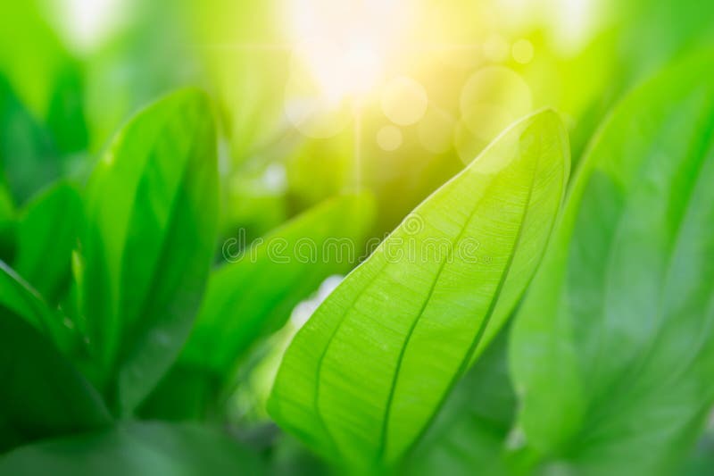 Green Leaves Background,Creative Layout Made of Green Leaves. Stock ...